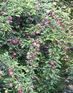 Santa Rosa Plum Tree Bare-Root - Delicious Fruit & Landscape