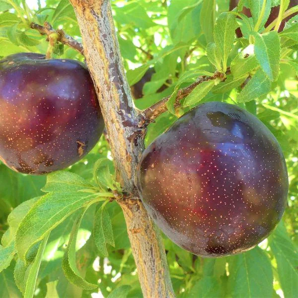 Santa Rosa Plum Tree Bare-Root - Delicious Fruit & Landscape