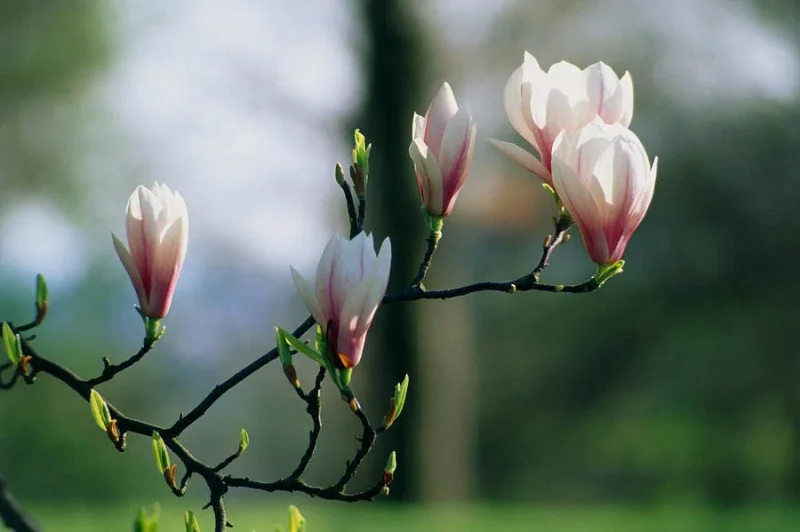 Saucer Magnolia Tree - Live Plant 6-12 inches Tall