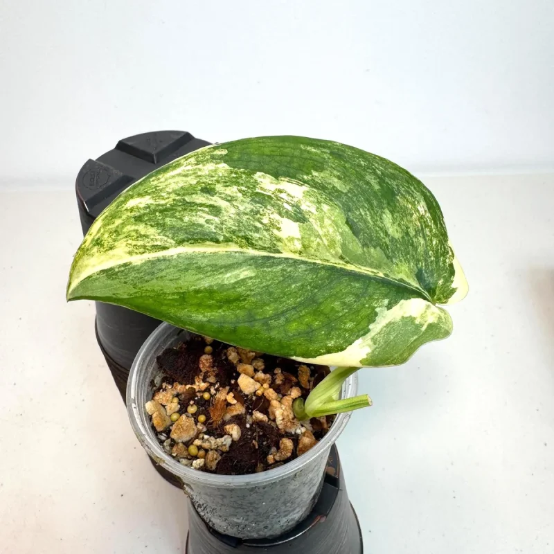 Scindapsus Jade Satin Variegated Plant - Rare Tropical Houseplant