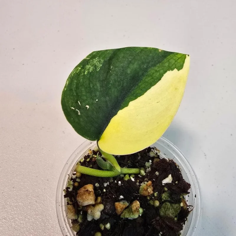 Variegated Scindapsus Pictus 'Jade Satin' Live Plant for Indoors