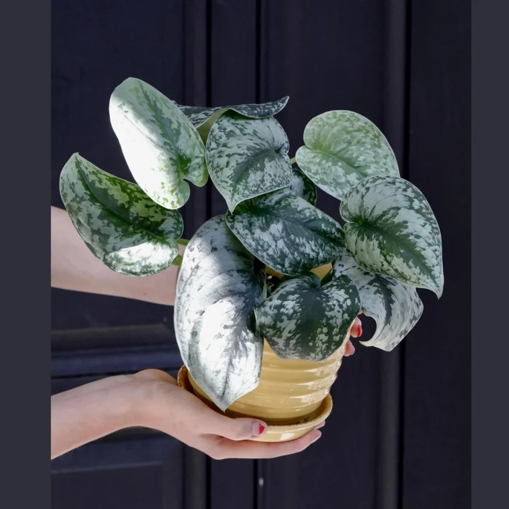 Scindapsus Silver Exotica Plant - Rare Vining Indoor Pothos