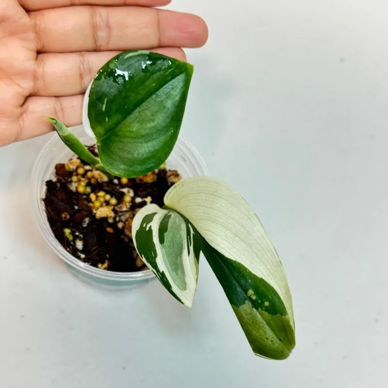 Scindapsus Treubii Moonlight Albo - Variegated Live Plant