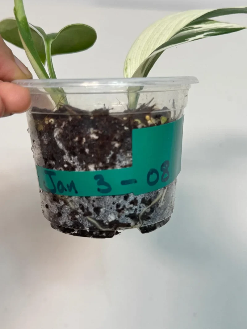 Scindapsus Treubii Moonlight Albo - Variegated Live Plant