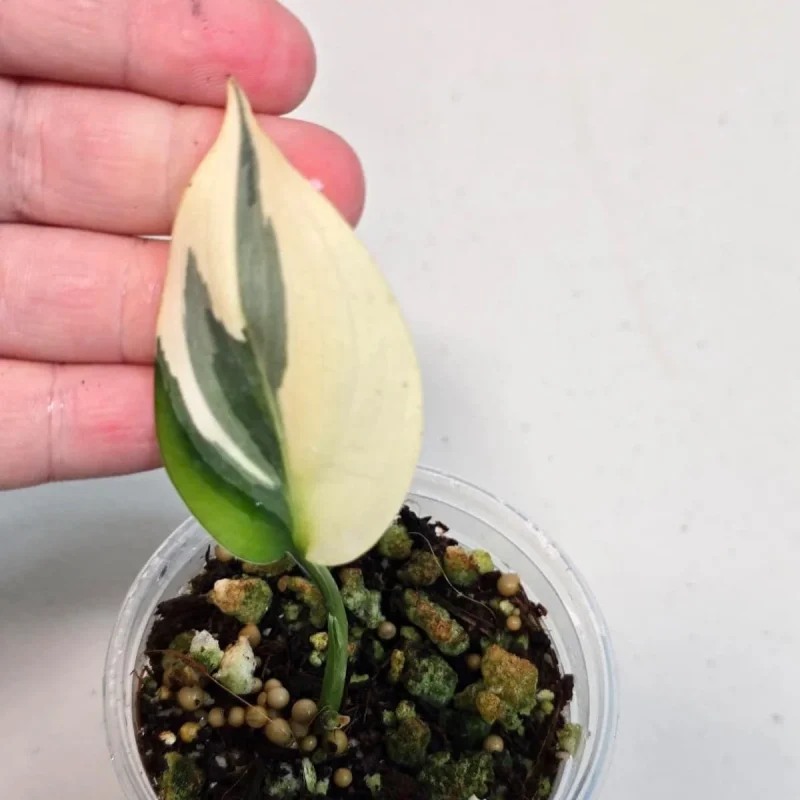 Scindapsus Treubii Moonlight Albo - Variegated Houseplant