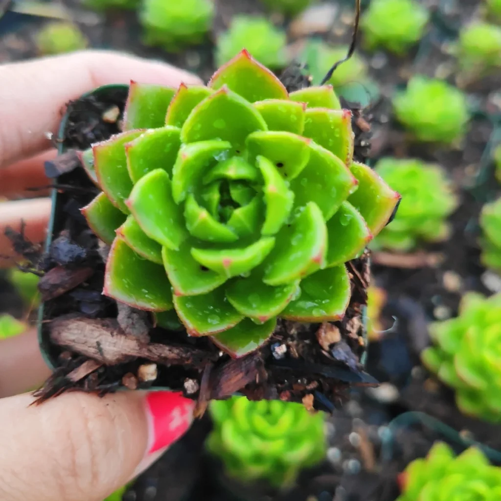 Sedeveria 'Letizia' Succulent Plant - Garden Nursery - Buy Plants Online