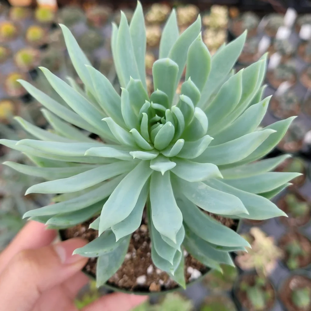 Sedeveria 'Fanfare' Succulent Plant - Drought Tolerant Beauty