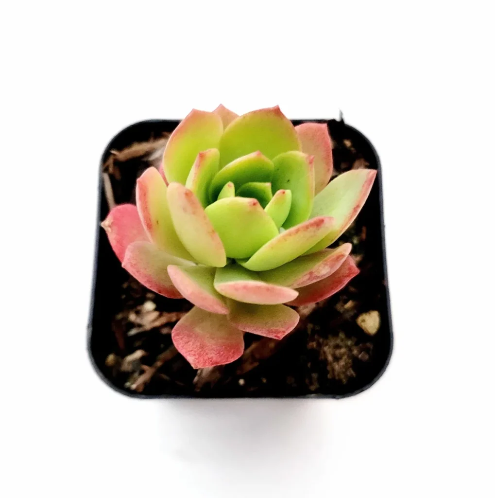 Sedeveria 'Green Rose' Succulent Plant - Drought Tolerant