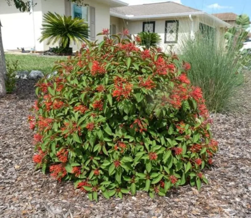 Set of 2 Hamelia Patens Mexican Firebush Starter Plants - 3-6" Tall