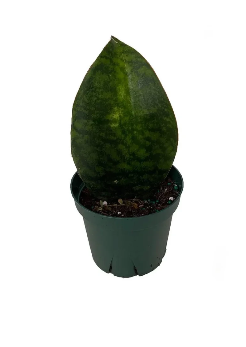 Shark Fin Snake Plant - Sansevieria masoniana - 5" Pot