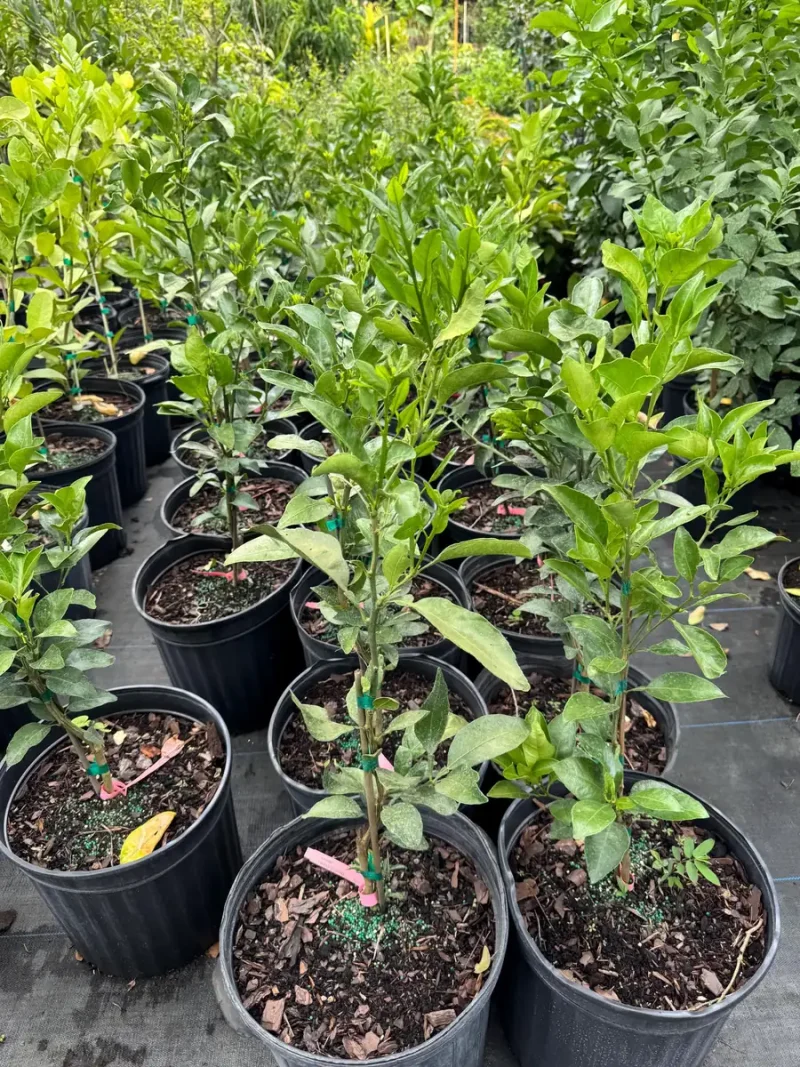 Shiranui Mandarin Tree - Grafted 3 Gallon Citrus Plant