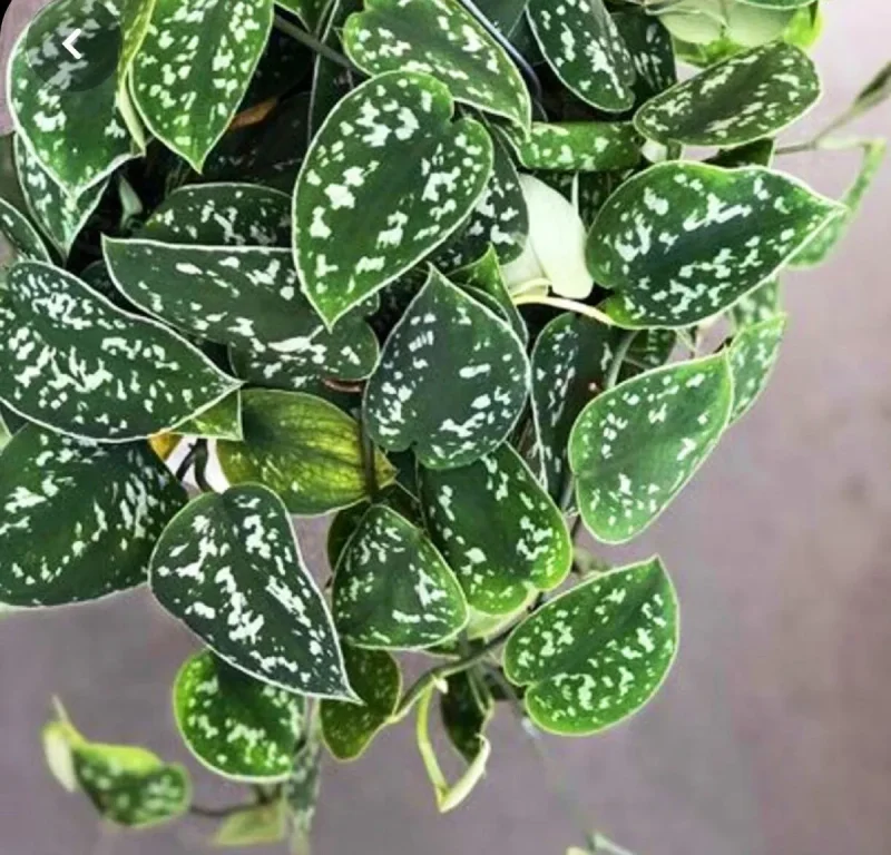 Silver Pothos Cuttings - Easy Care Indoor Plant - Rare Variegated