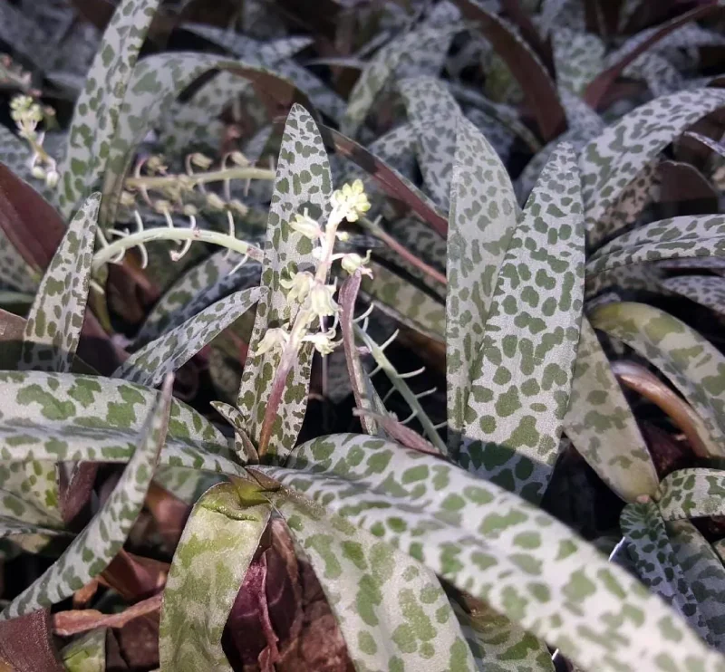 Silver Squill Live Plant - Ledebouria socialis - 2.5" Pot