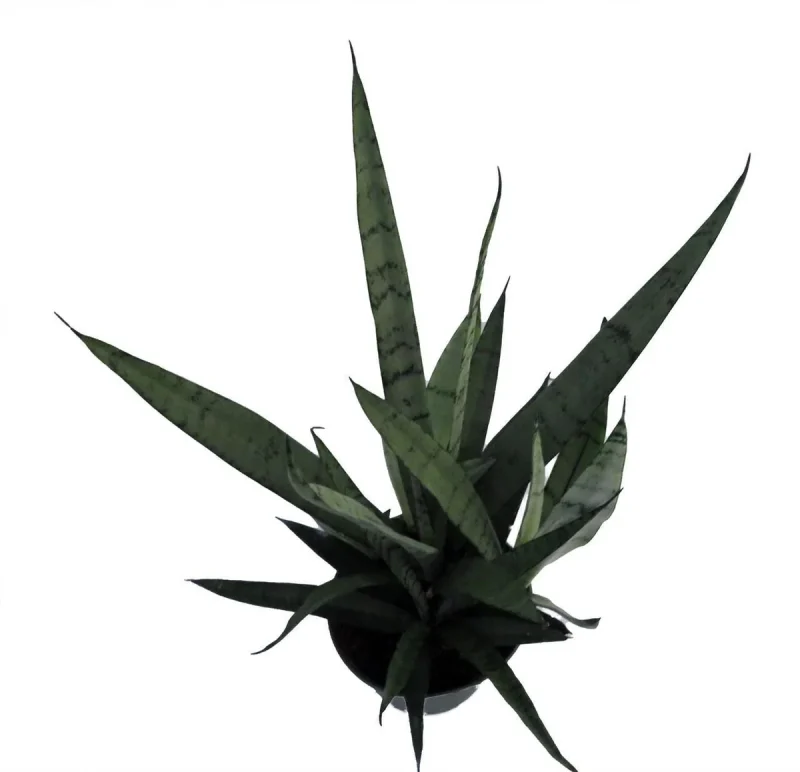 Silver Streak Snake Plant - Sansevieria - 6 inch Pot