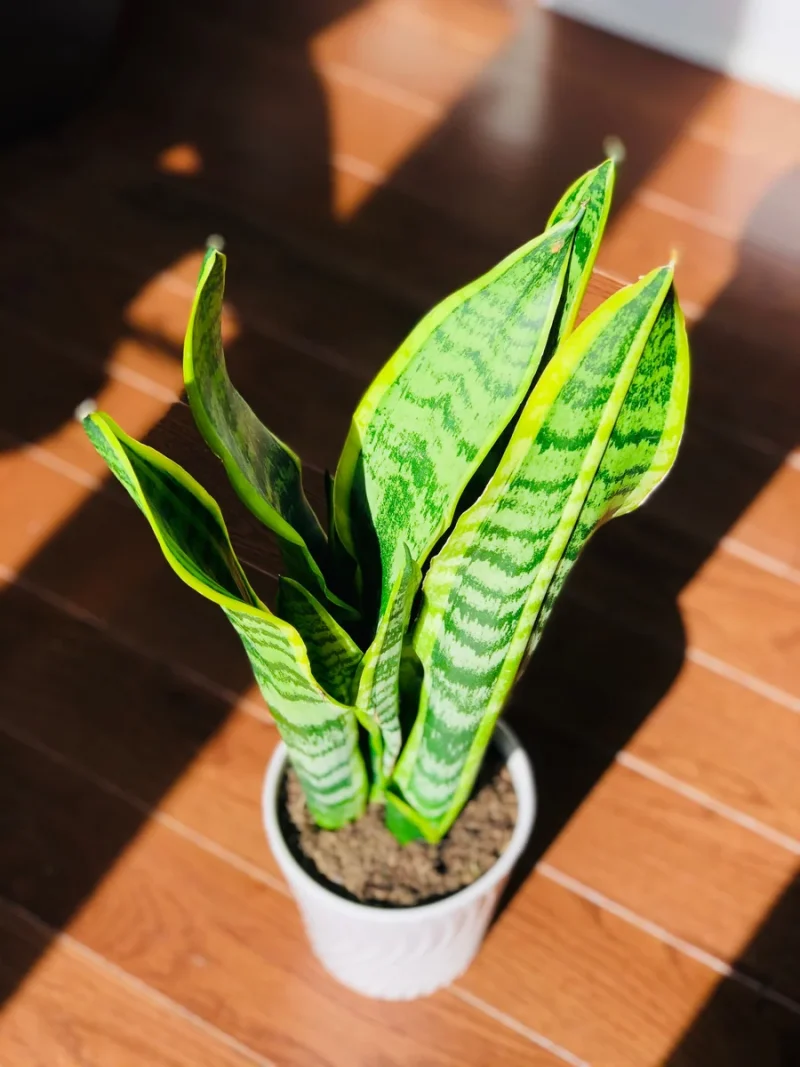 Snake Plant 4.5" Pot - Air Purifying Low Light Houseplant