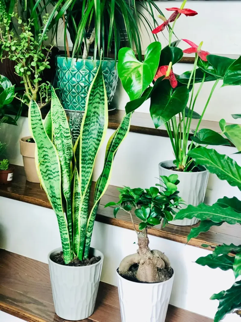 Snake Plant 4.5" Pot - Air Purifying Low Light Houseplant