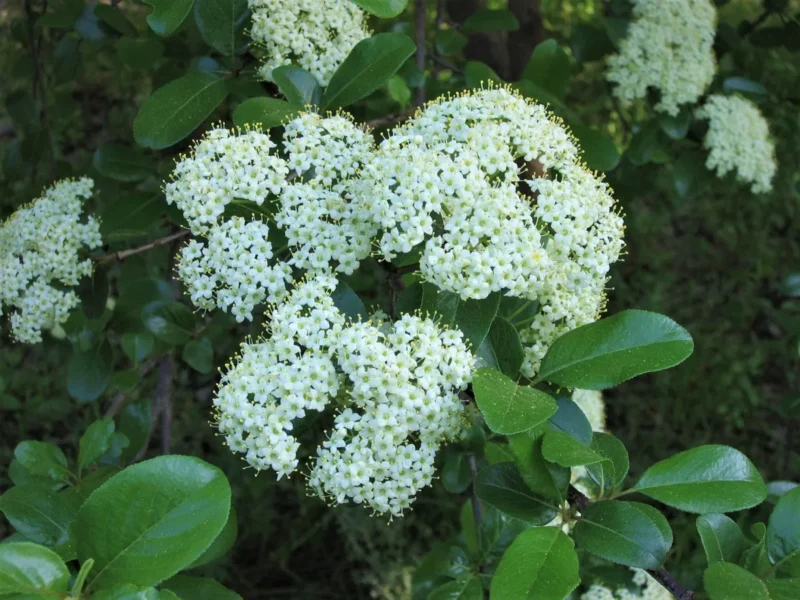 Southern Black Haw Viburnum Live Plant - Native Shrub Quart Pot