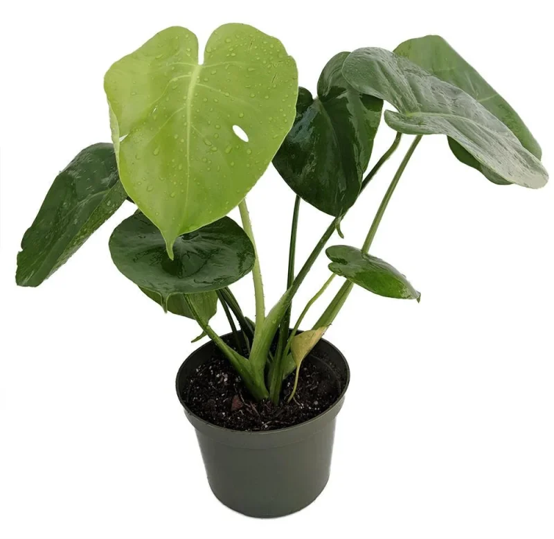 Split Leaf Philodendron - Monstera Deliciosa Live Plant 4" Pot
