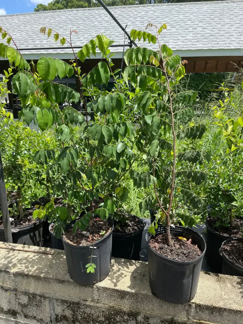 Star Fruit Tree 5-Gallon - 3 Feet Tall | Live Tropical Plant