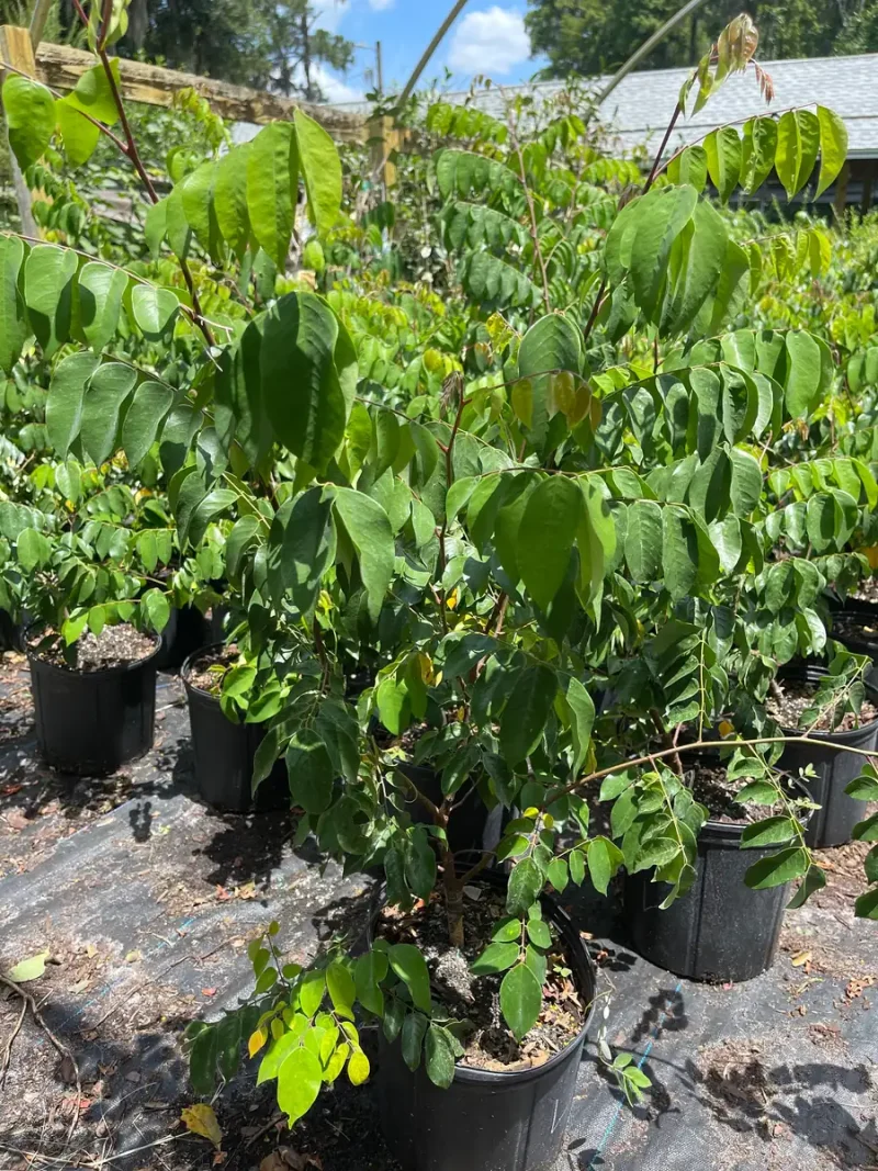 Star Fruit Tree 5-Gallon - 3 Feet Tall | Live Tropical Plant