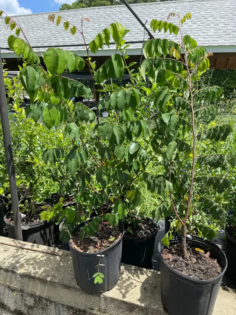 Star Fruit Tree 5-Gallon - 3 Feet Tall | Live Tropical Plant