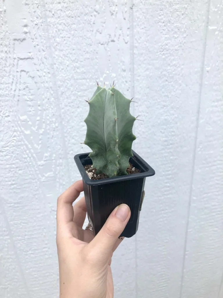 Stenocereus Pruinosus 'Gray Ghost Organ Pipe' Cactus - 2.5 inch Pot