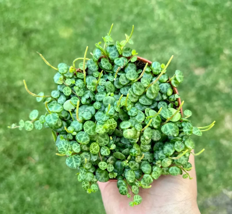 String of Turtles Trailing Succulent - Live Plant for Home