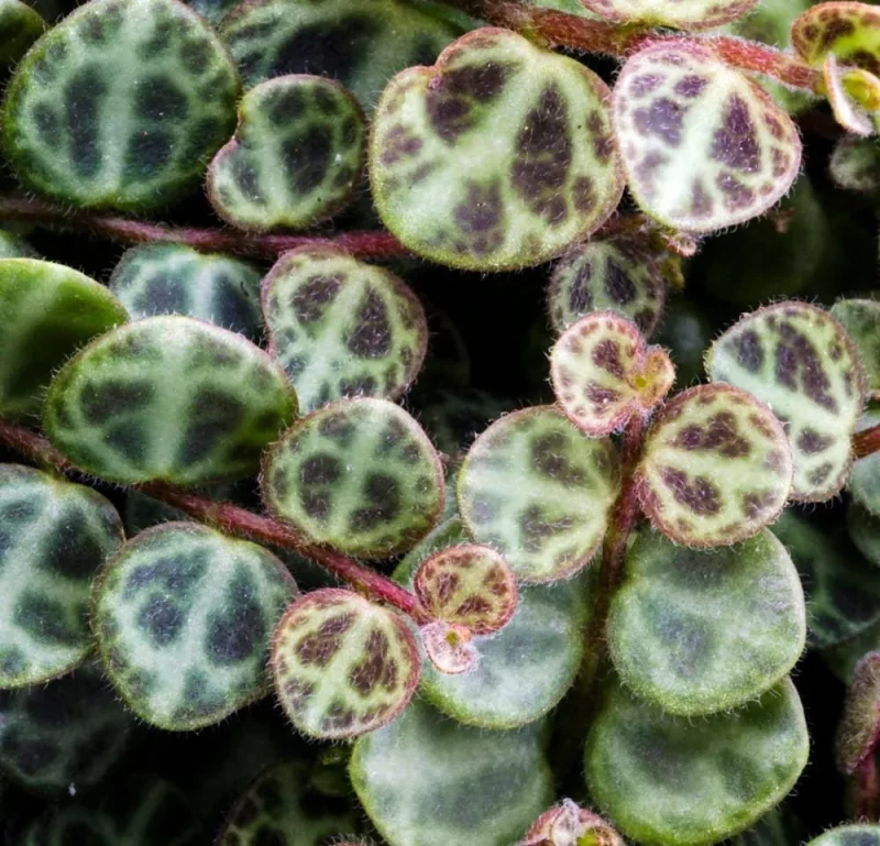 String of Turtles Peperomia Prostrata 5" Hanging Live Plant