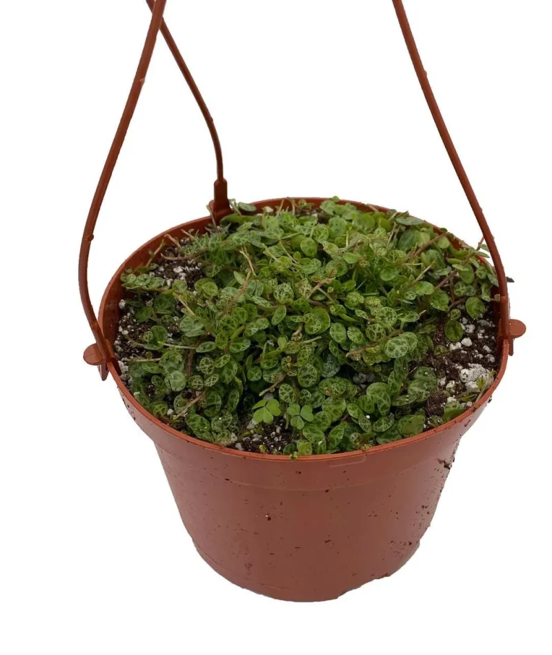 String of Turtles Peperomia Prostrata 5" Hanging Live Plant