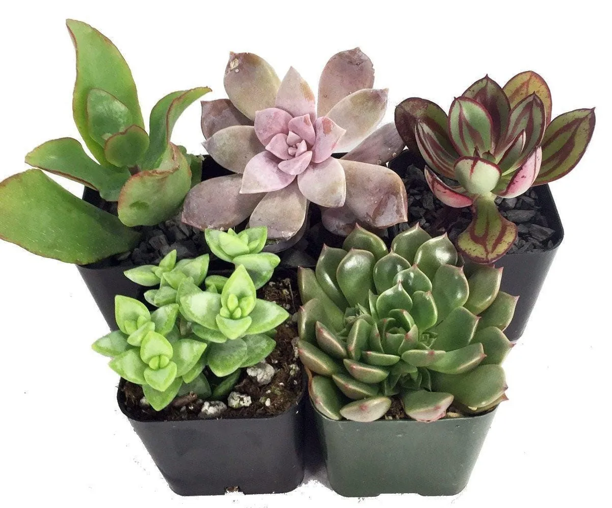 Succulent Terrarium Plants - 5 Live Plants in 2-inch Pots