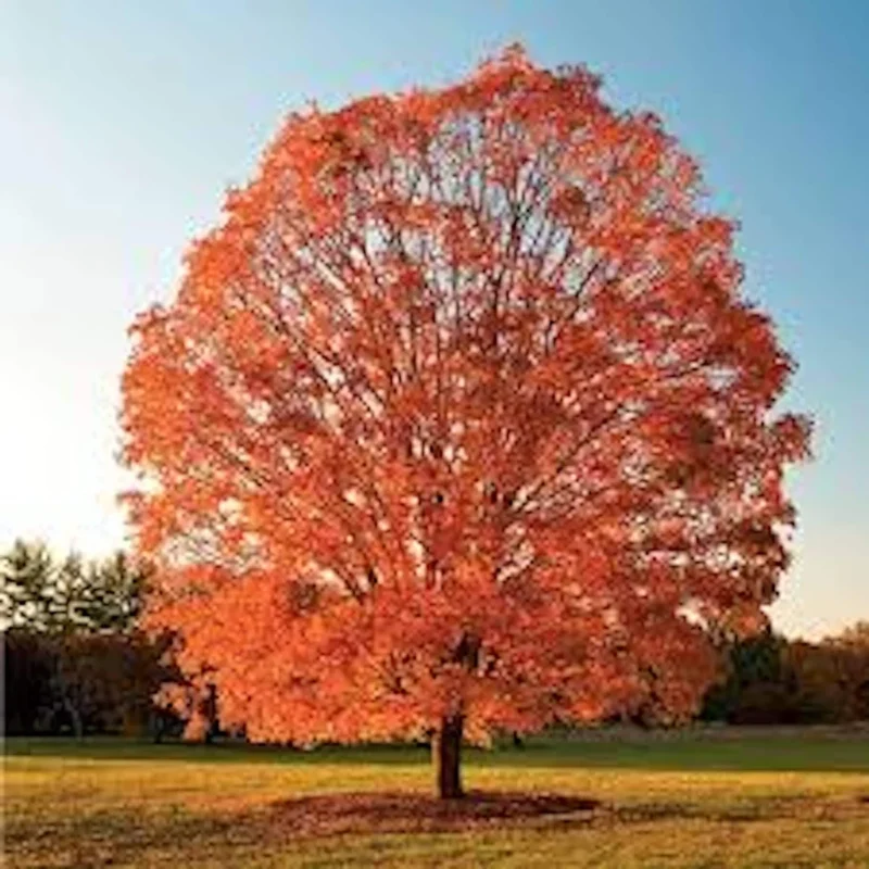 Sugar Maple Tree 12-24in Tall - Hard Maple Bare Root Plant