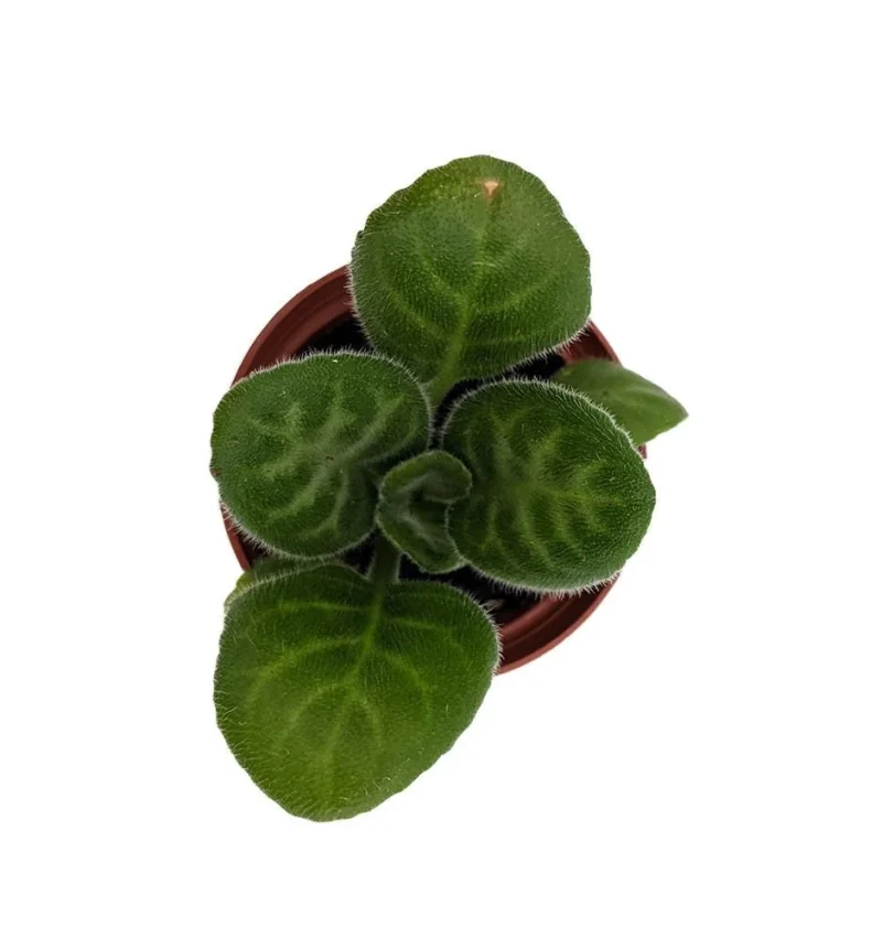 Summer Song Asian Violet - Primulina Live Plant - 2.5" Pot