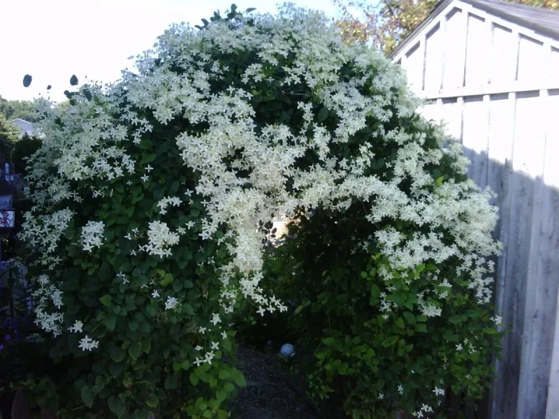 Sweet Autumn Clematis Vine - Fragrant White Blooms - Live Plant
