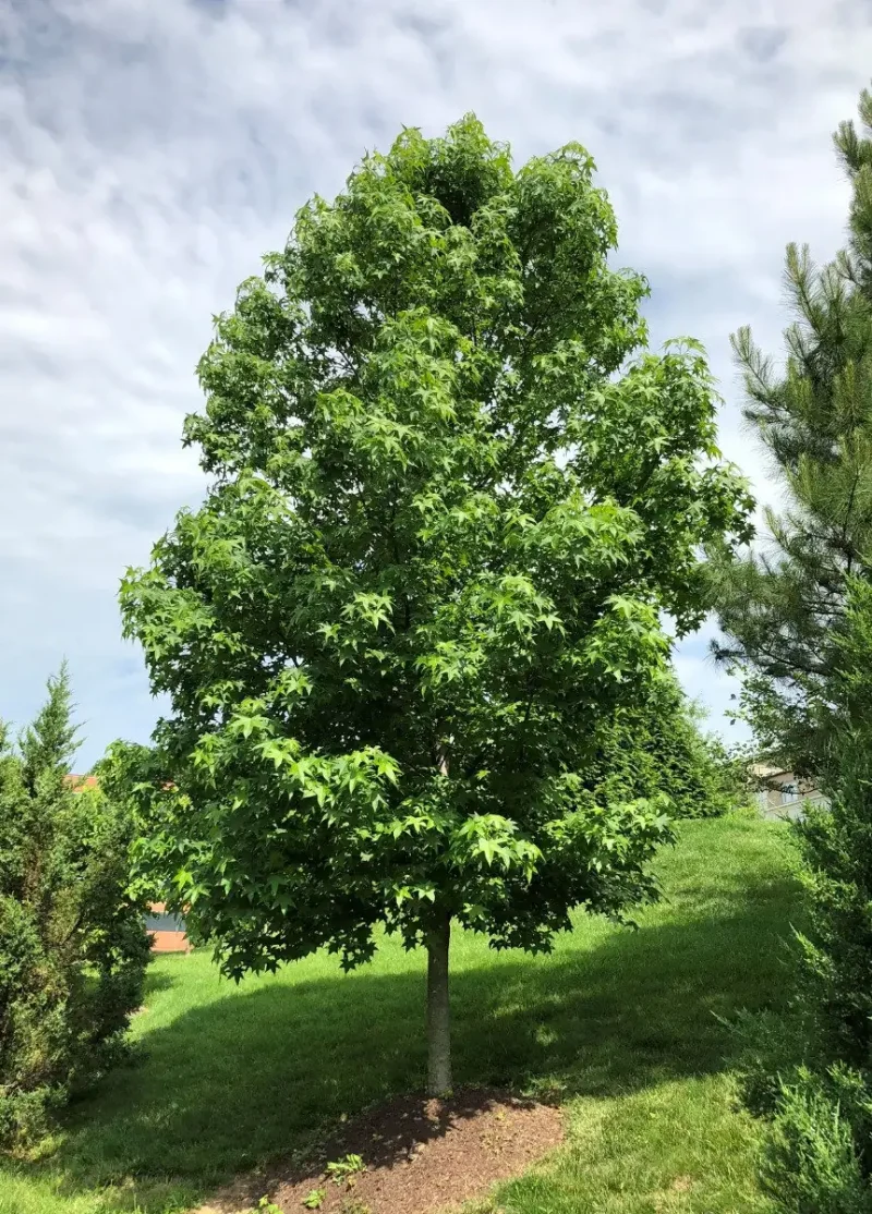 Sweet Gum Tree (Liquidambar styraciflua) - Fall Foliage Bare Root