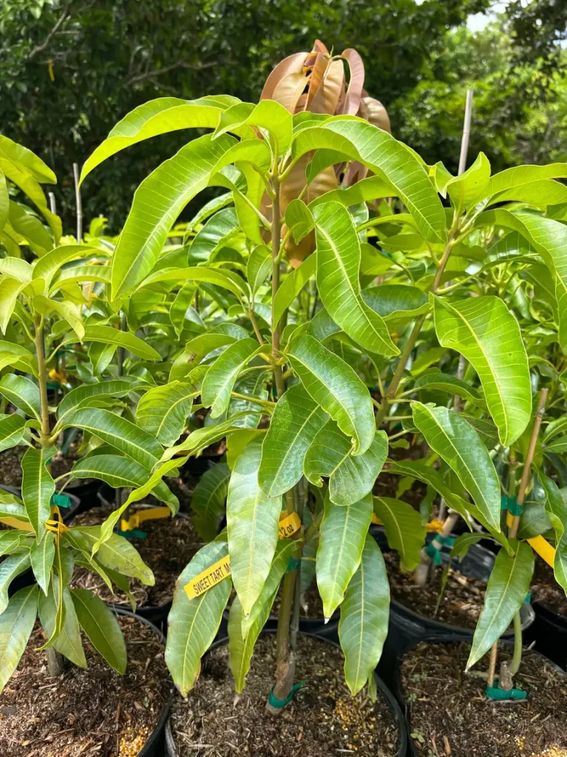 Sweet Tart Mango Tree - 3 Gallon Live Plant, Grafted