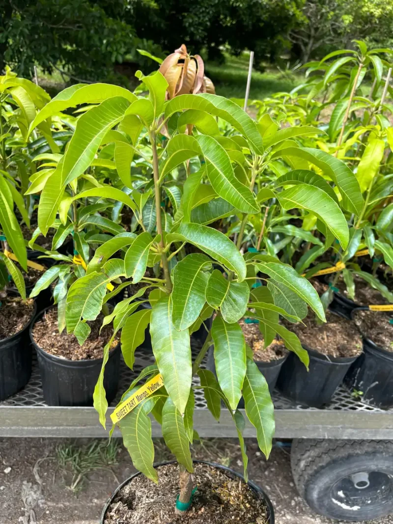 Sweet Tart Mango Tree - 3 Gallon Live Plant, Grafted