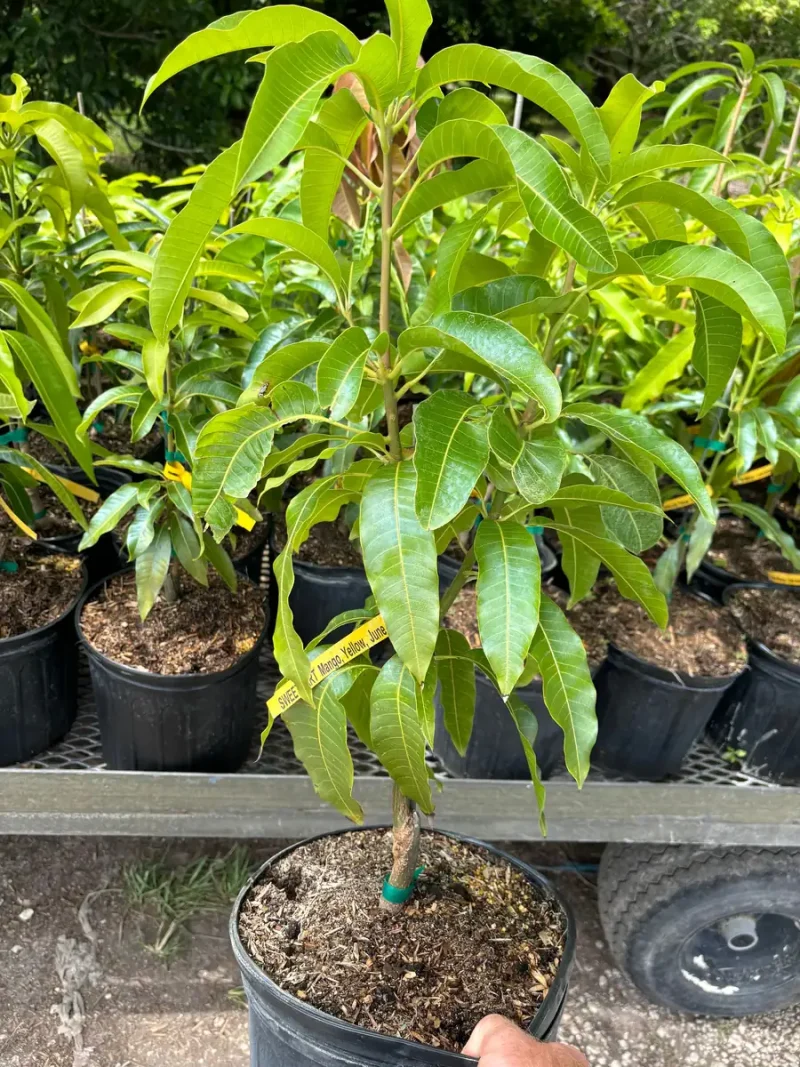 Sweet Tart Mango Tree - 3 Gallon Live Plant, Grafted