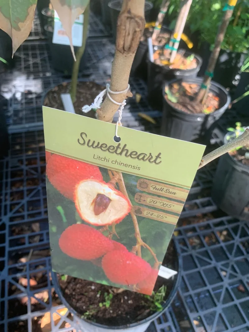 Sweetheart Lychee Plant - Grafted 3 Gallon Pot - Tropical Fruit