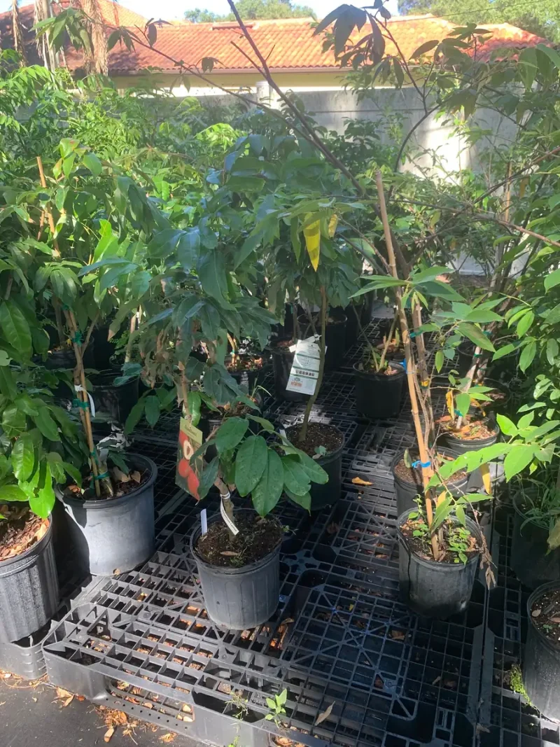 Sweetheart Lychee Plant - Grafted 3 Gallon Pot - Tropical Fruit