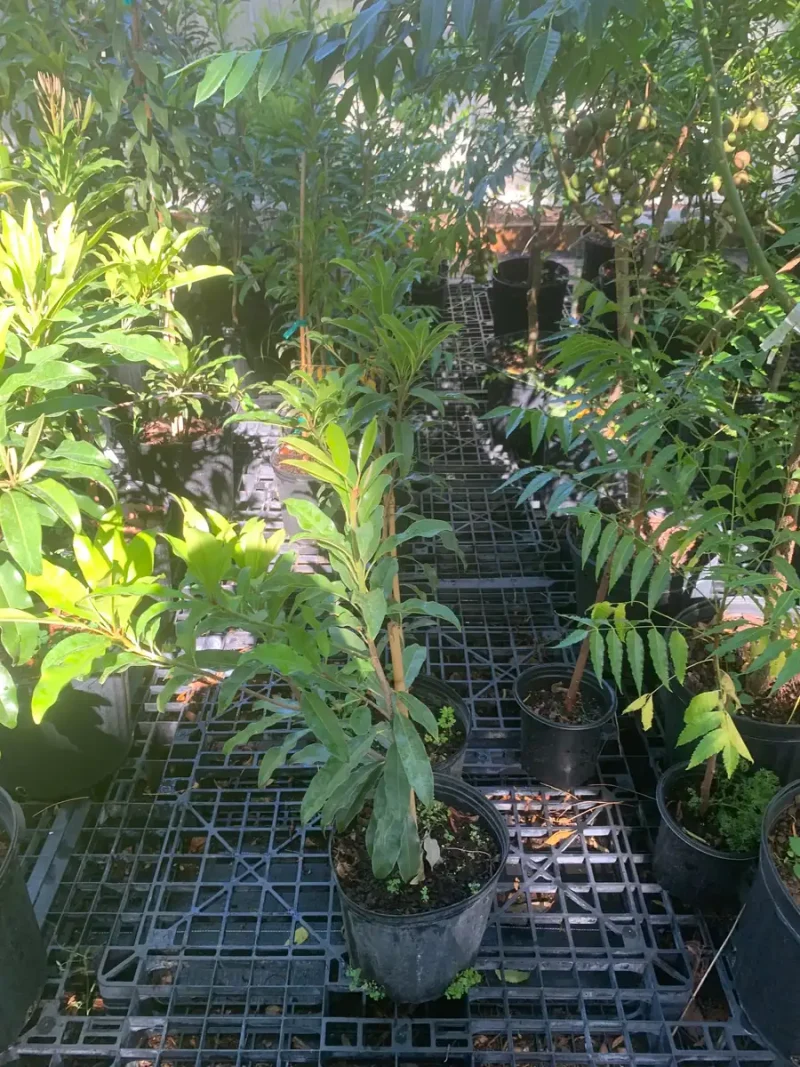 Sweetheart Lychee Plant - Grafted 3 Gallon Pot - Tropical Fruit