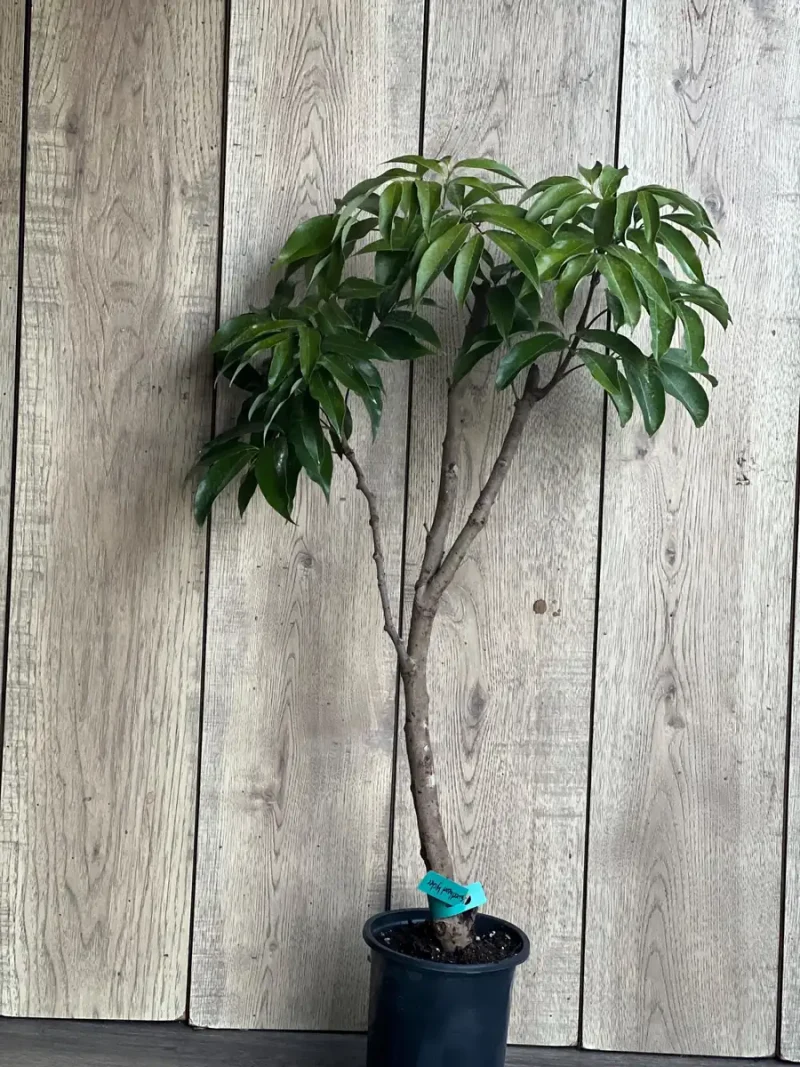 Sweetheart Lychee Tree Live Plant - 2-4 Ft Tall in 10-inch Pot