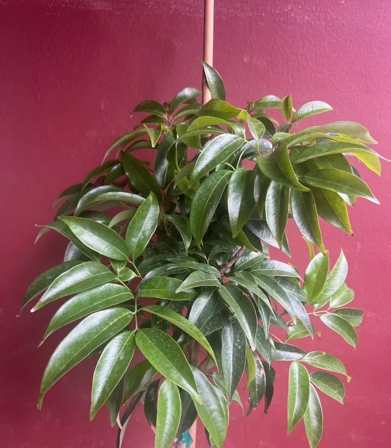 Sweetheart Lychee Tree Live Plant - 2-4 Ft Tall in 10-inch Pot