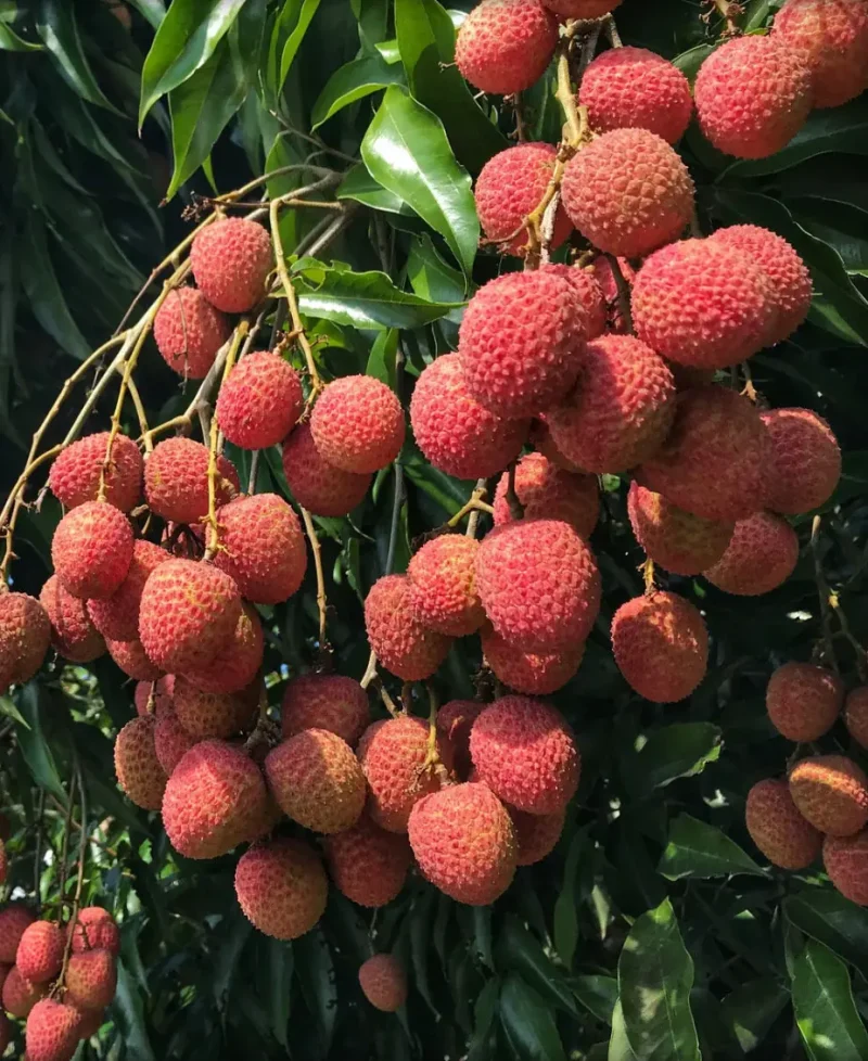 Sweetheart Lychee Tree Live Plant - 2-4 Ft Tall in 10-inch Pot