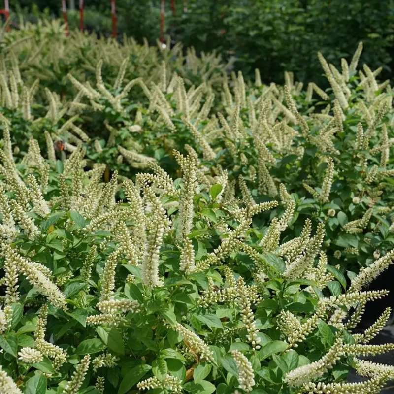 Fizzy Mizzy Sweetspire - Itea virginica - 4" Pot Live Plant