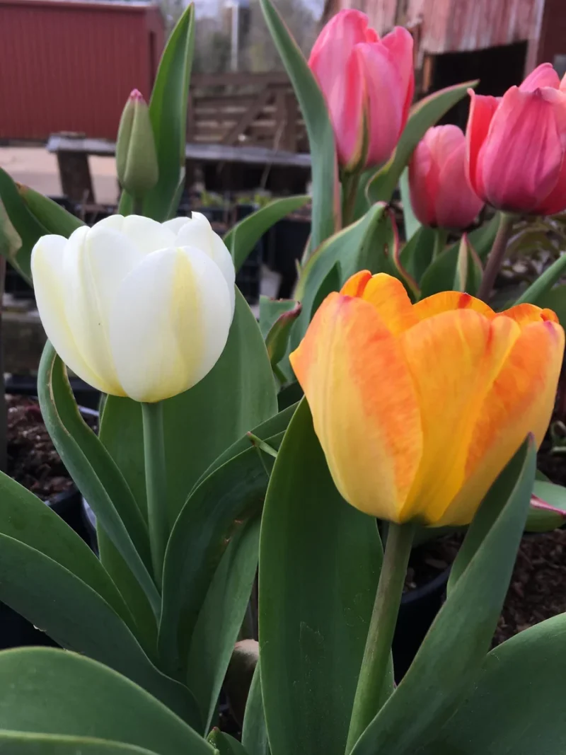 Tequila Sunrise Triumph Tulip Bulbs - Approx. 450 Bulk Pack