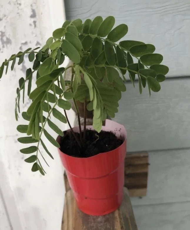 Thai Sweet Tamarind Live Plant - Tropical Fruit Tree for Gardens