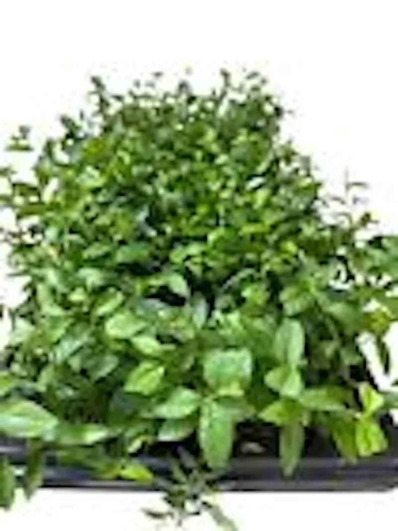 Top Hat Dwarf Blueberry Plant - Fruit Bush - 4-6 inch Starter