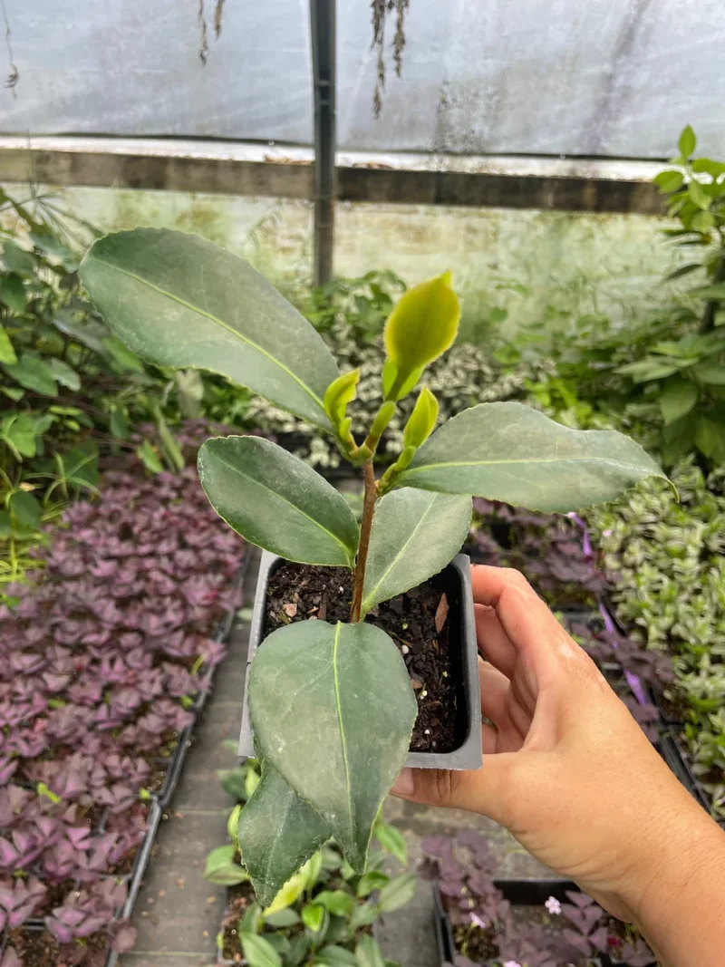 Tricolor Camellia Japonica Live Plant - 4 Inch Pot Evergreen Shrub
