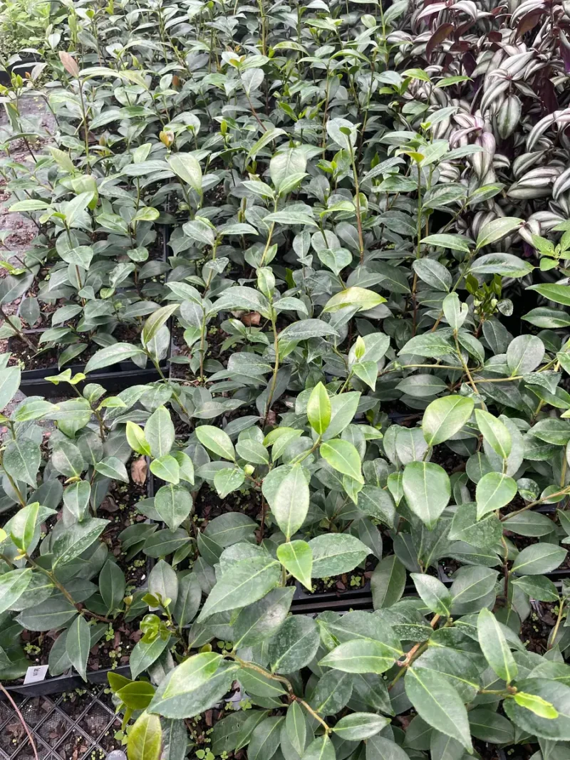 Tricolor Camellia Japonica Live Plant - 4 Inch Pot Evergreen Shrub