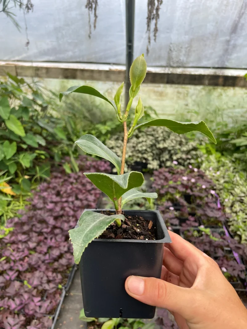 Tricolor Perfecta Camellia Live Plant - 4 inch Pot